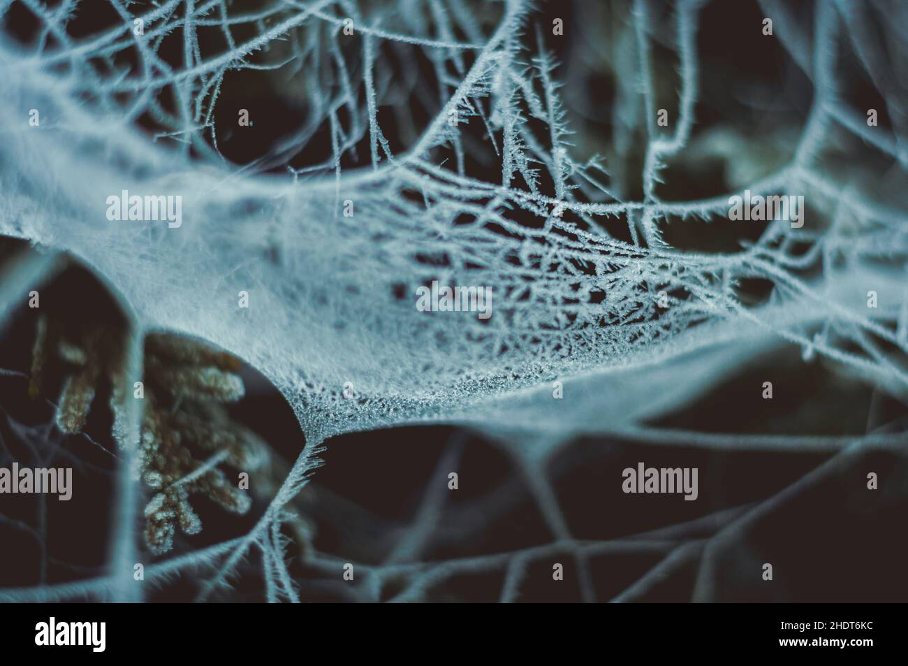 spider web, rime, snowflake, spider webs, rimes, snowflakes Stock Photo ...