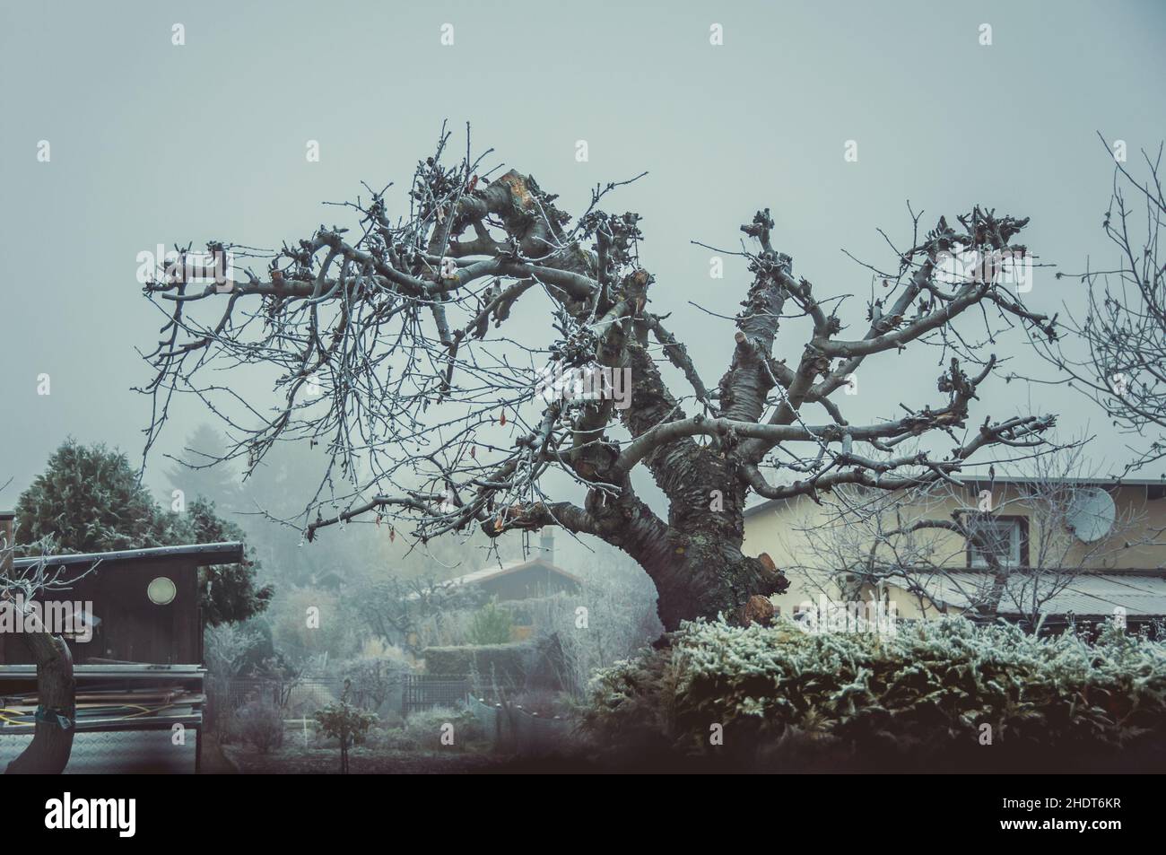 Gnarleds hi-res stock photography and images - Alamy