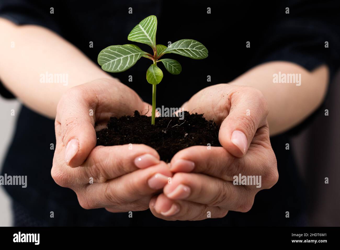 Tree Growing In Hand