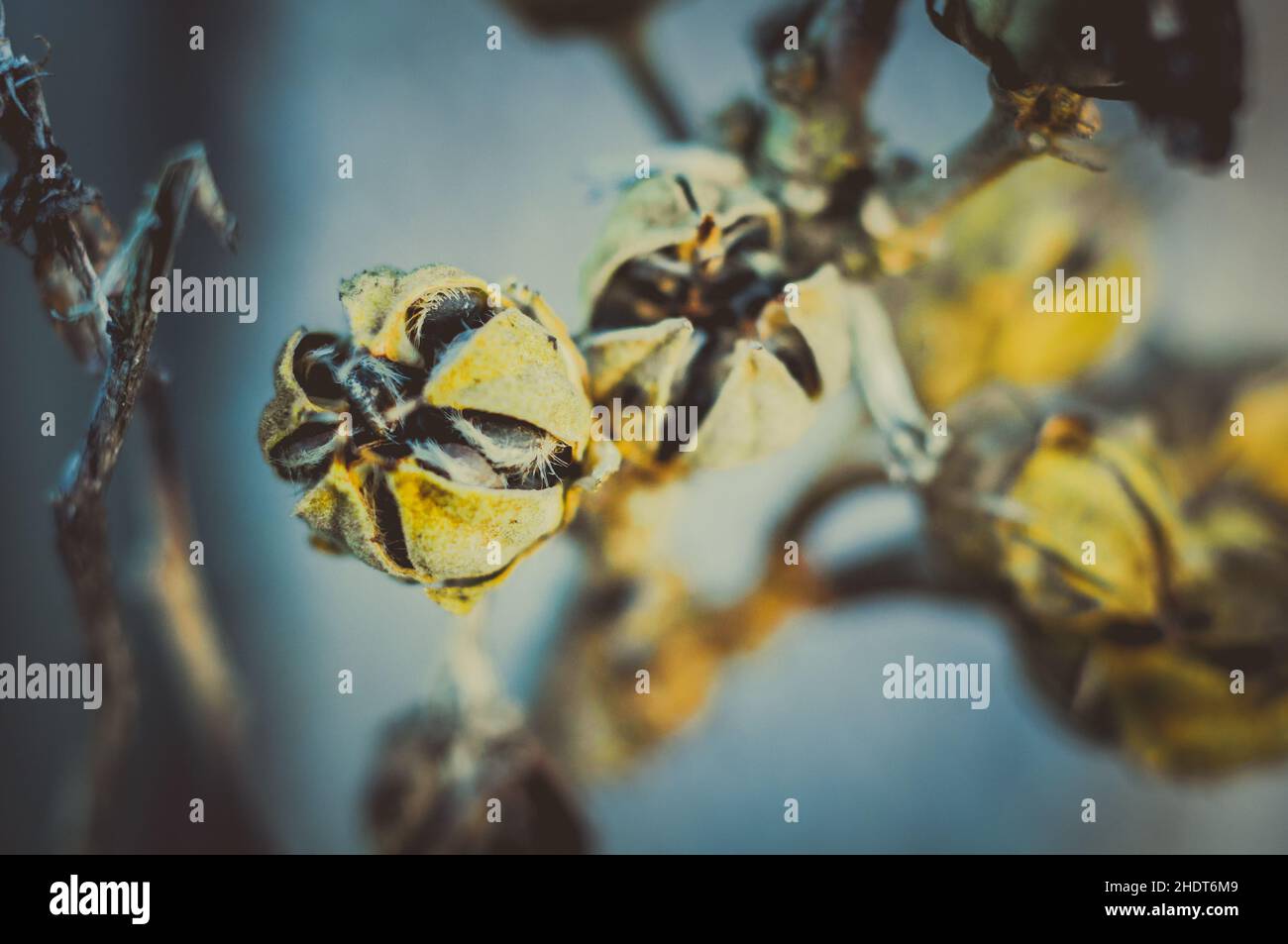 seed capsule, seed capsules Stock Photo - Alamy