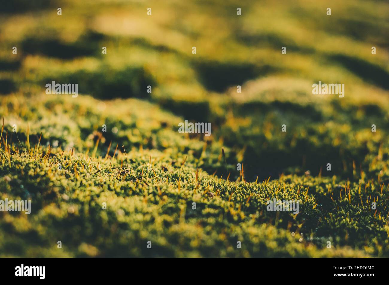 Close ups green moss hi-res stock photography and images - Alamy