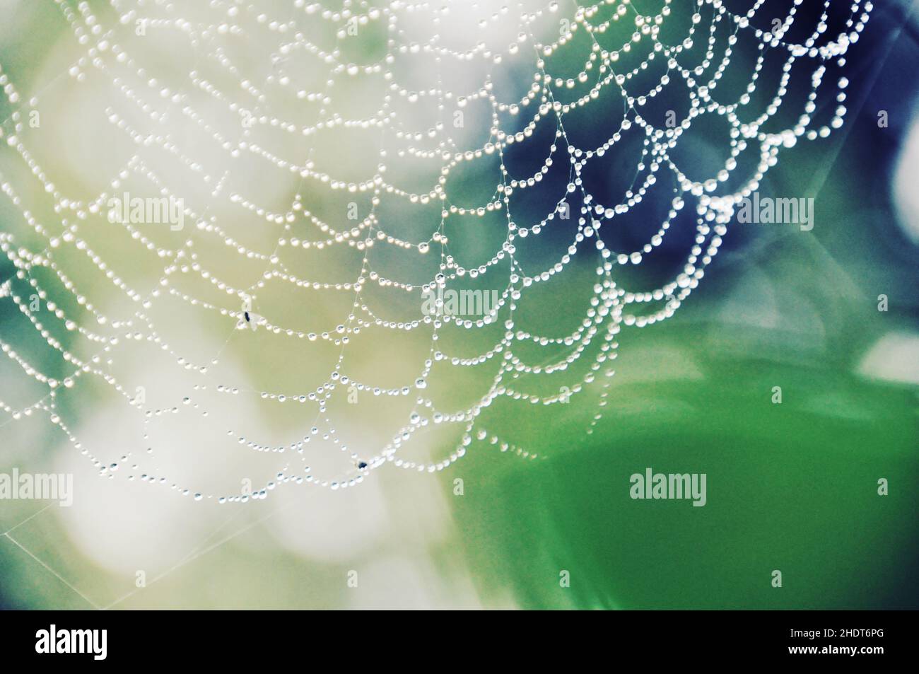 spider web, dew, spider webs, dews Stock Photo - Alamy