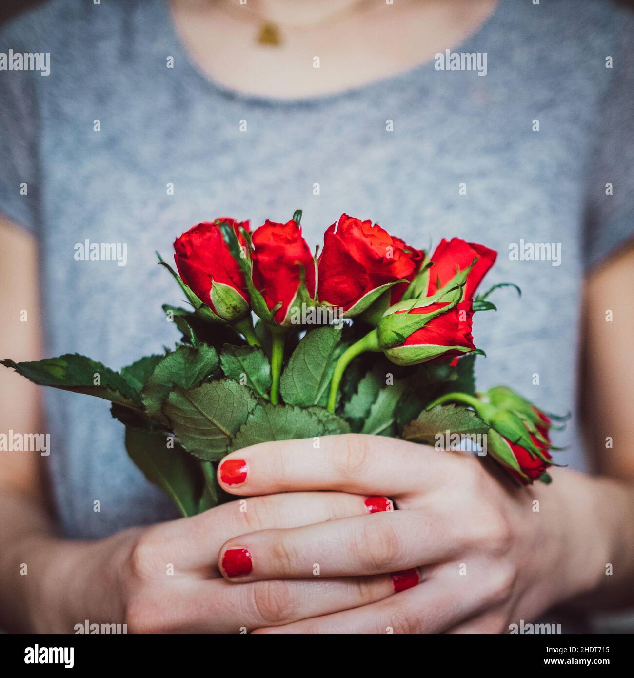Red rose 1 hi-res stock photography and images - Alamy