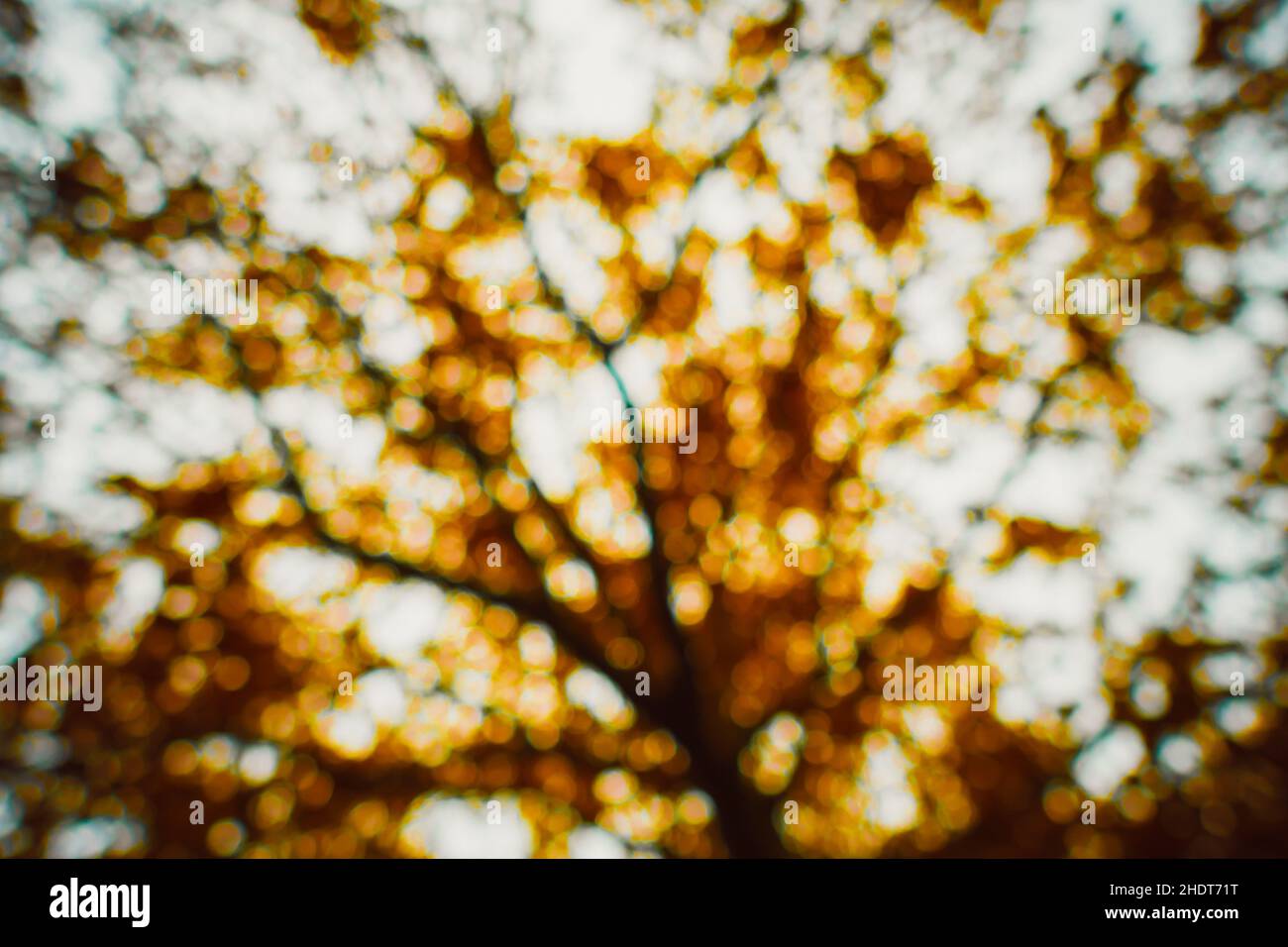 defocused, tree, autumn colors, blur, blured, blurred motion, blurring ...