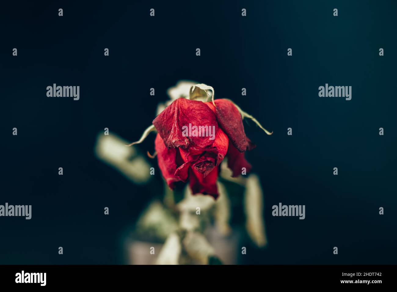 rose, withered, red rose, roses, withereds, red roses Stock Photo - Alamy