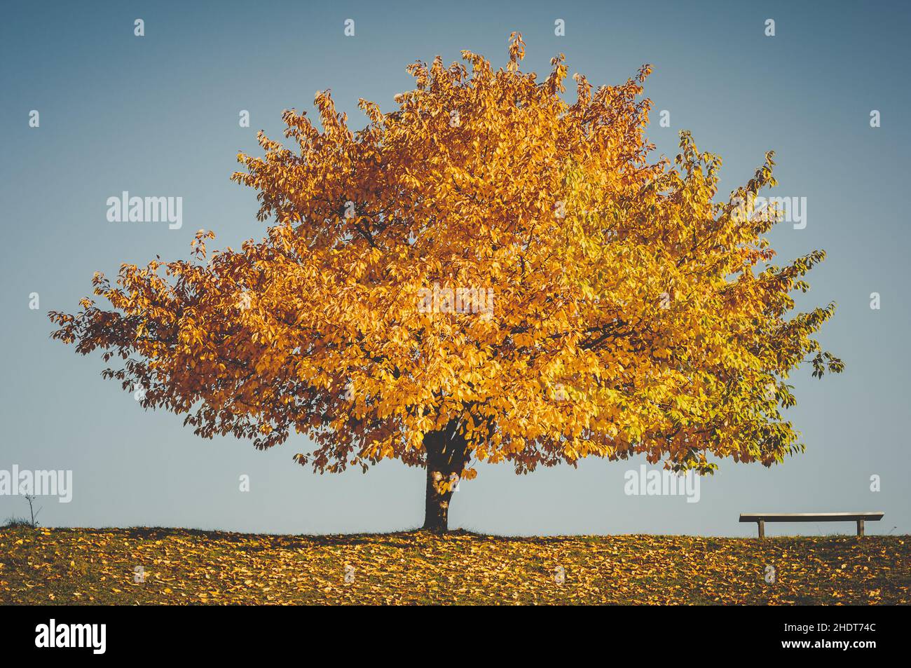 tree, autumn colors, trees, fall Stock Photo - Alamy