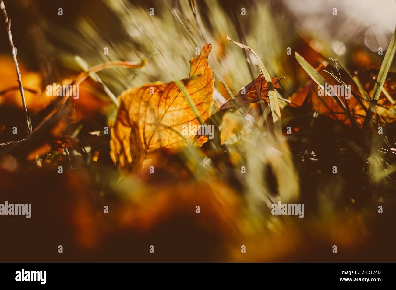 autumn leaf, autumn leaves, eaf, fall, leaves Stock Photo - Alamy