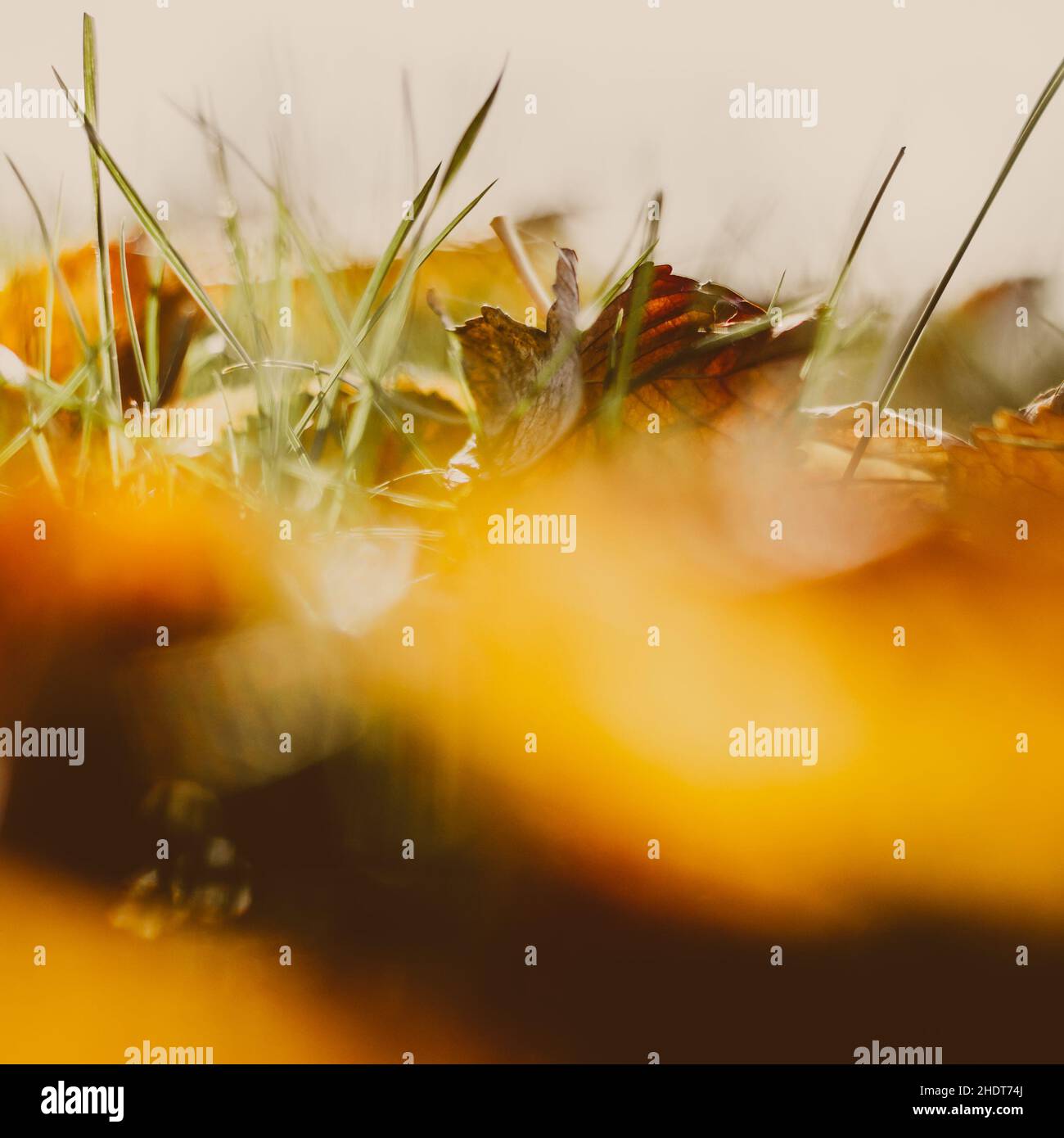 Bottom of leaf hi-res stock photography and images - Alamy