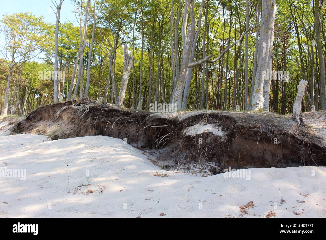 beach, trees, roots, beaches, seaside, tree, root Stock Photo - Alamy