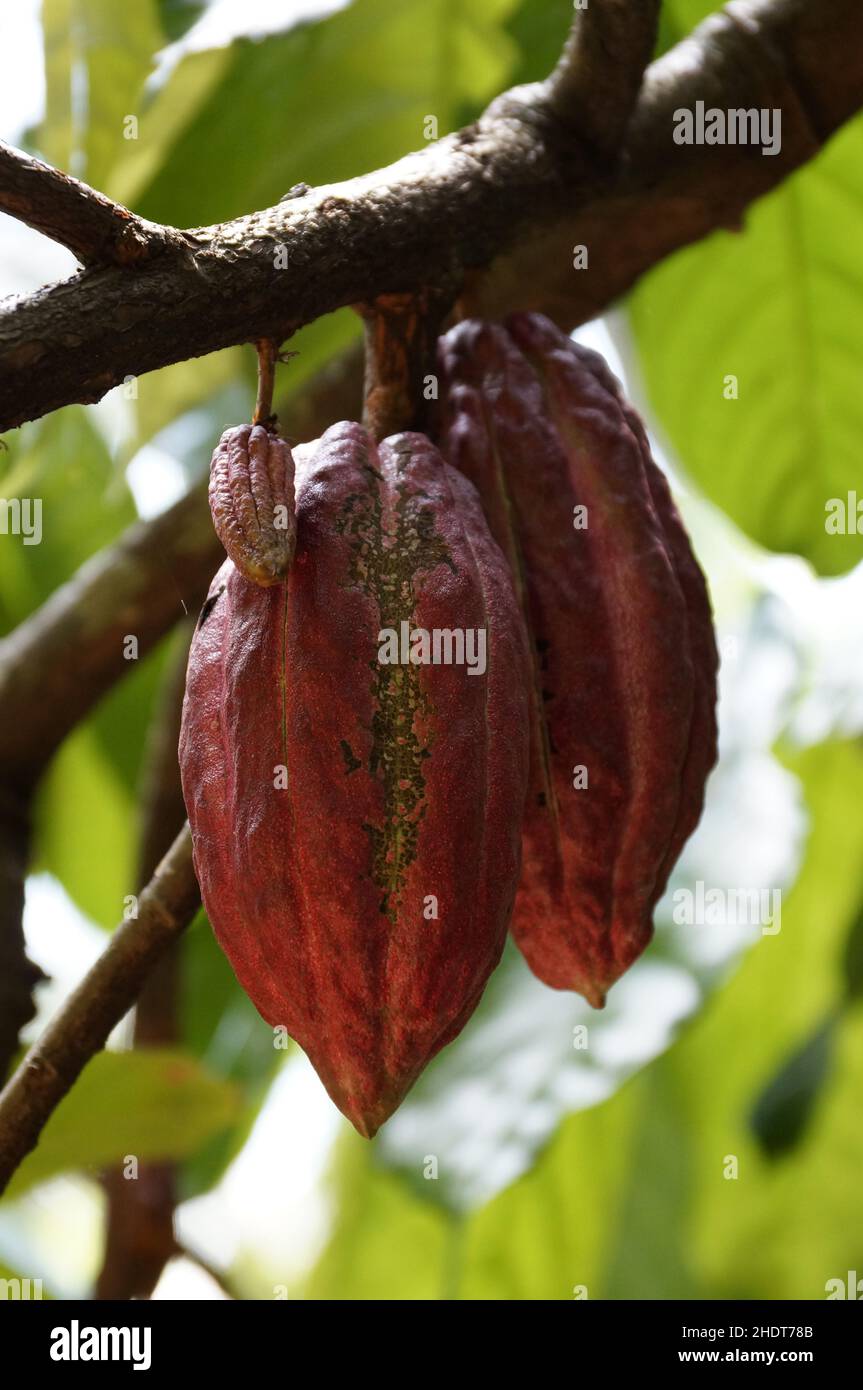 cocoa bean, cocoa tree, cocoa beans, cacao, cacao trees Stock Photo - Alamy