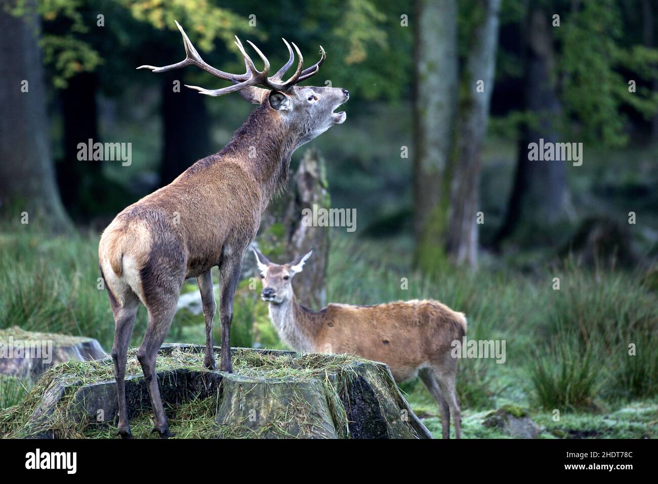 Rutting roe deers hi-res stock photography and images - Alamy