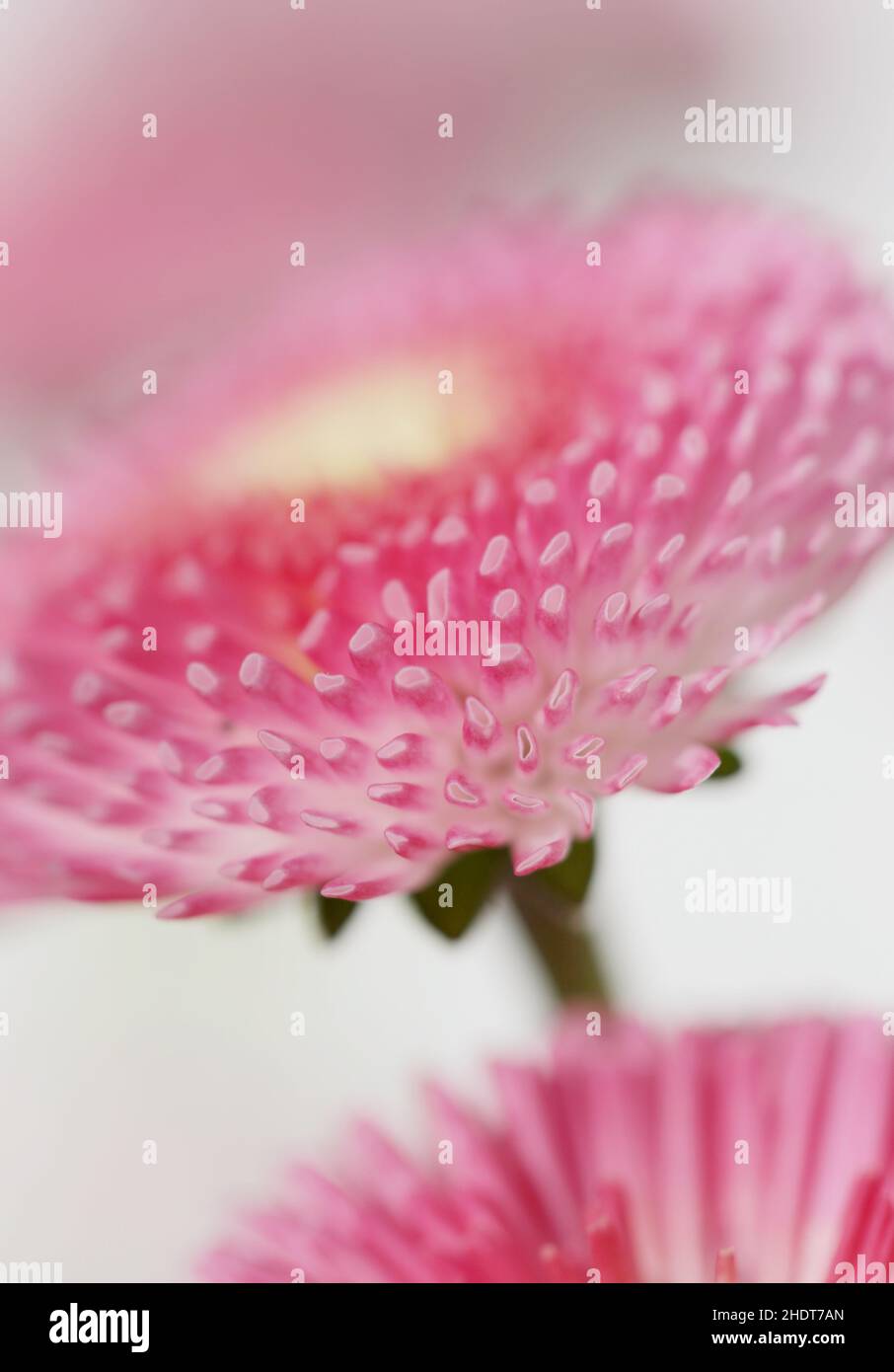 daisy, daisy family, daisies, daisy families Stock Photo - Alamy