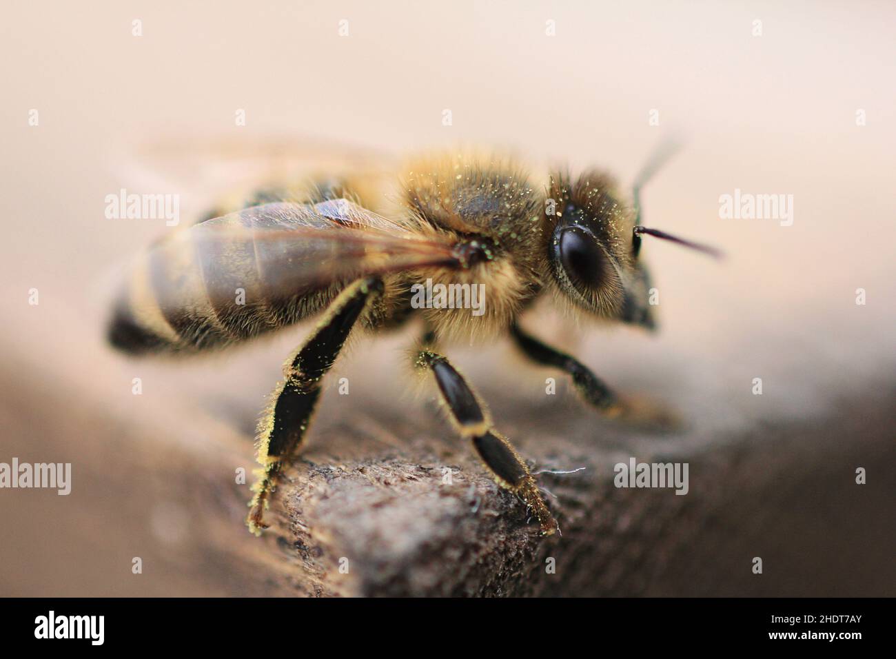 Bee front hi-res stock photography and images - Alamy
