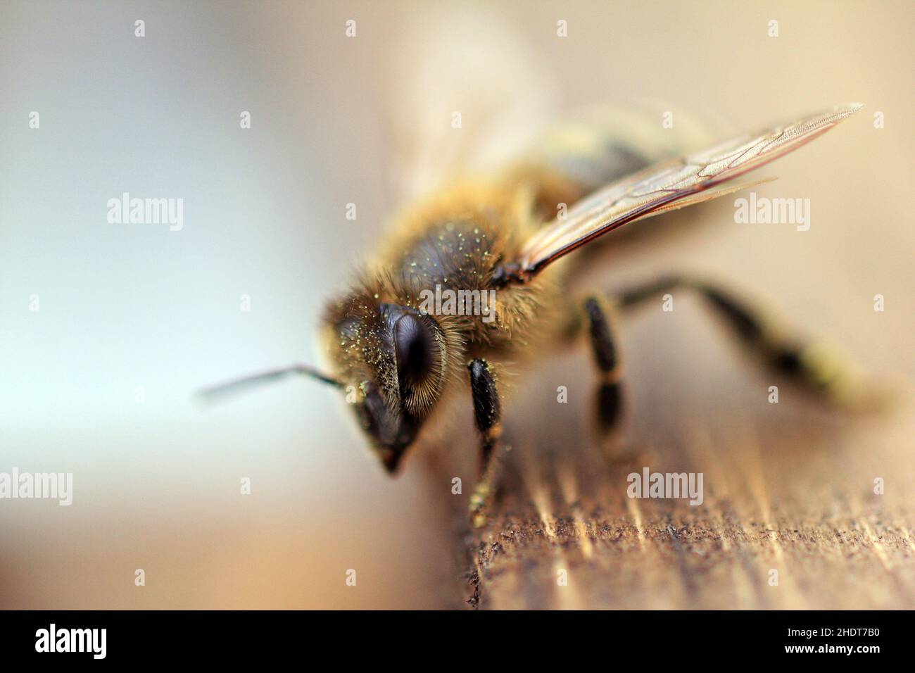 honey bee, honey bees Stock Photo - Alamy