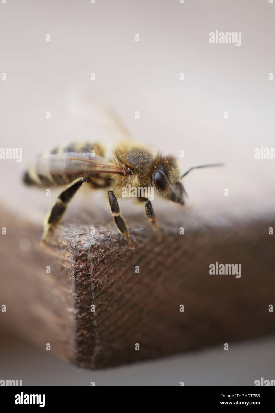 honey bee, honey bees Stock Photo - Alamy