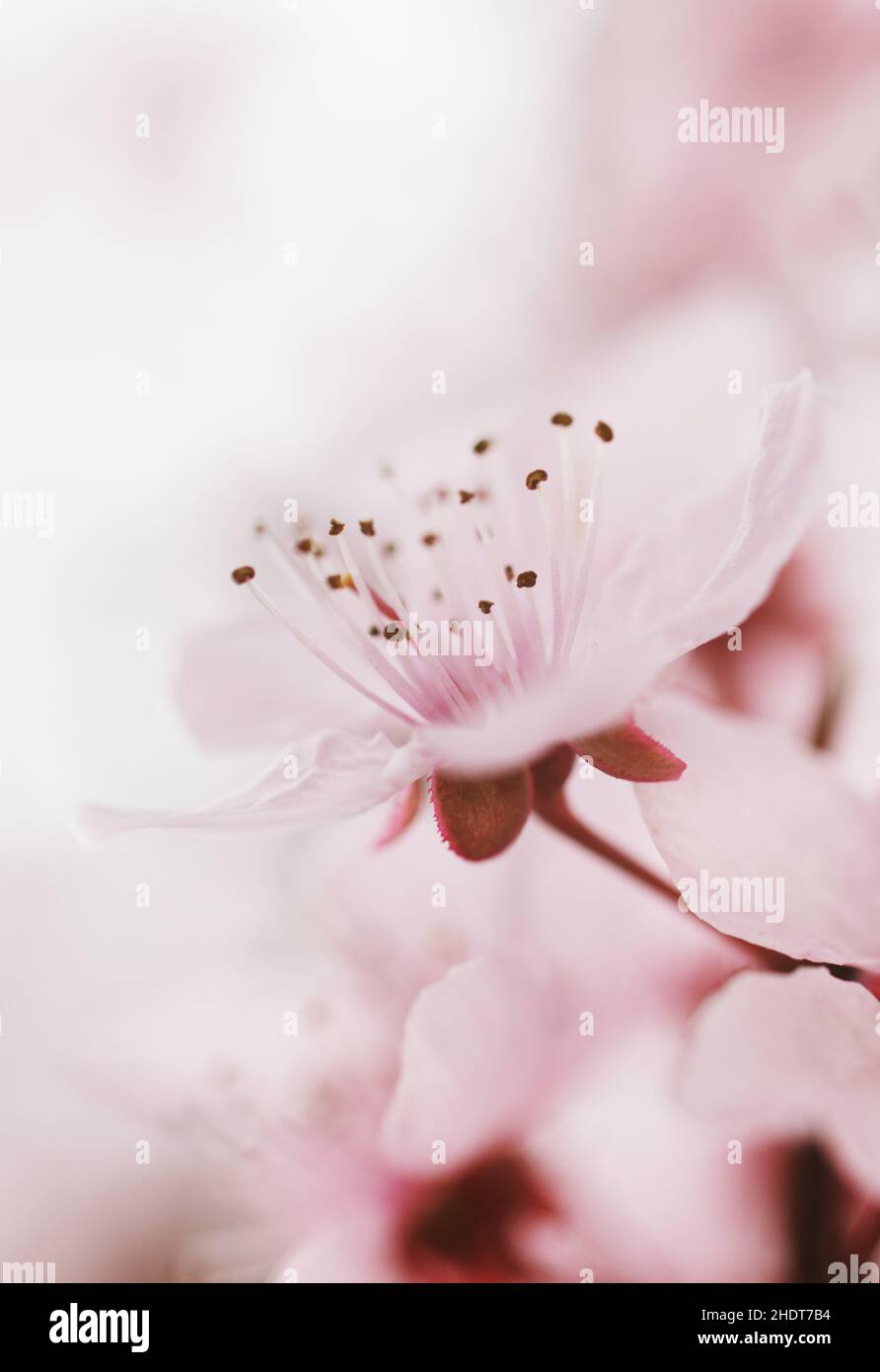 Filigrees hi-res stock photography and images - Alamy