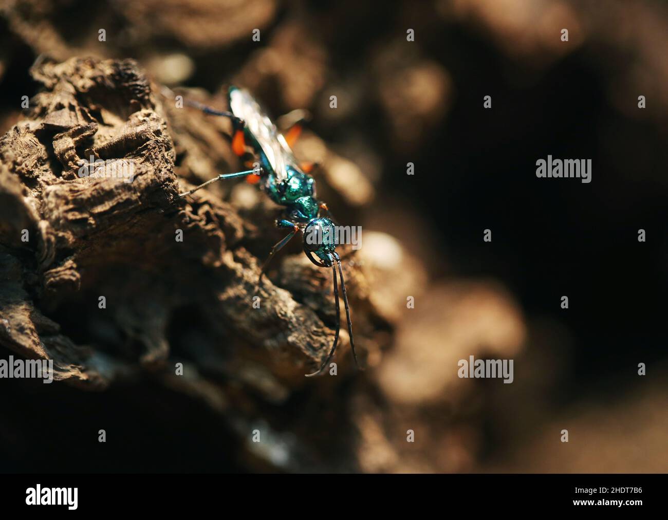 ruby-tailed wasp, chrysis ignita Stock Photo - Alamy