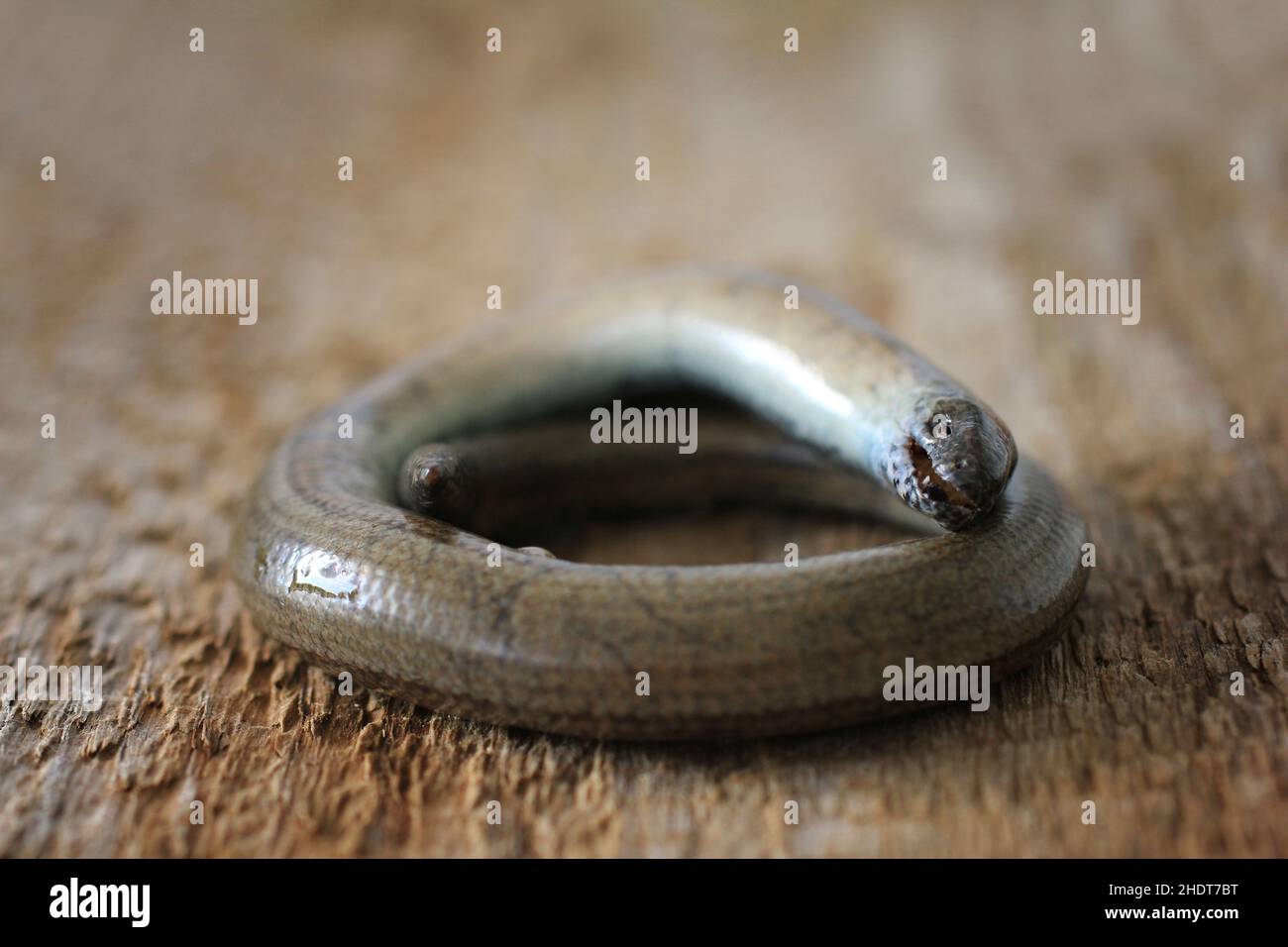 lizard, slow worm, lizards, slow worms Stock Photo - Alamy