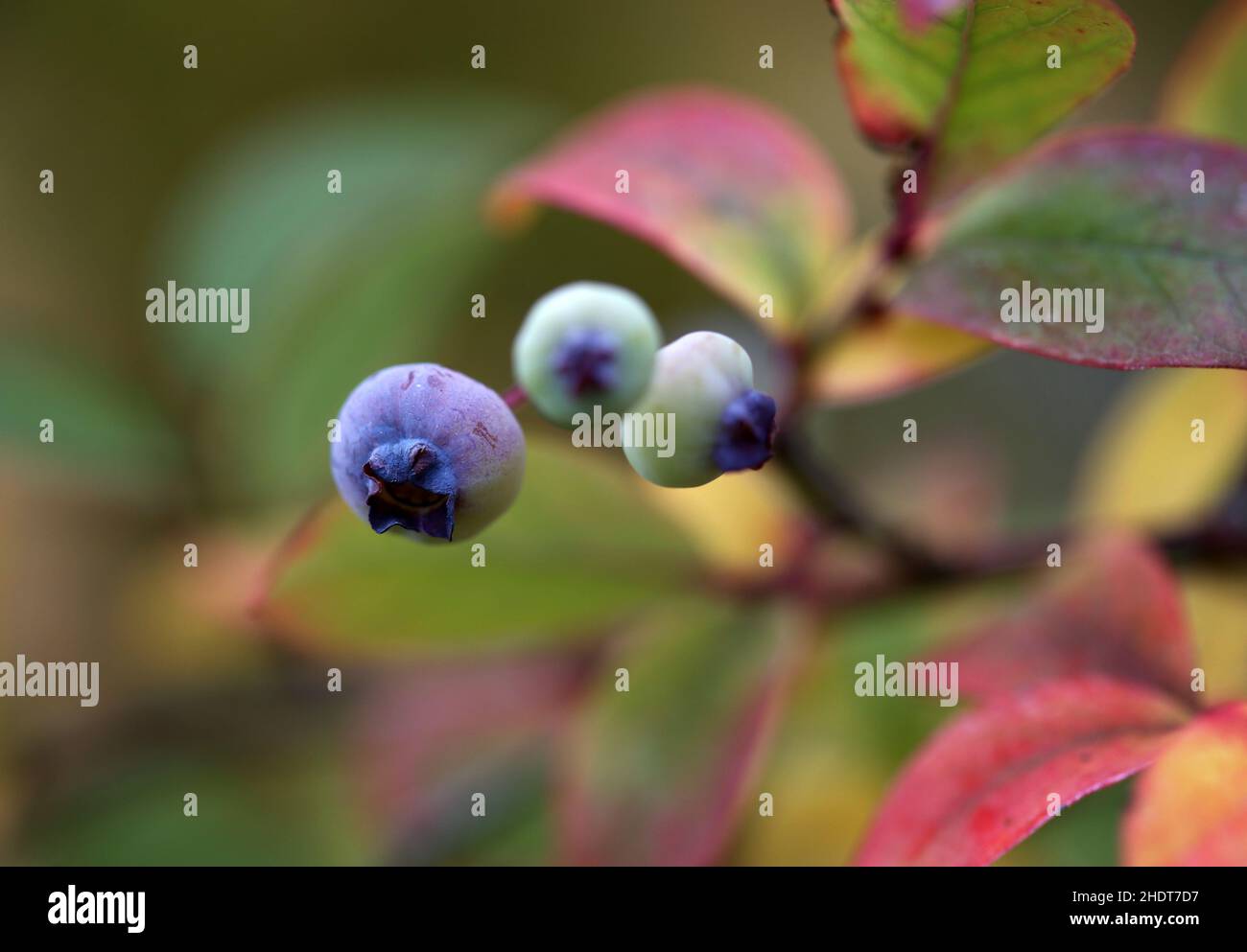 blueberry bush, blueberry, blueberry bushs, blueberries Stock Photo - Alamy