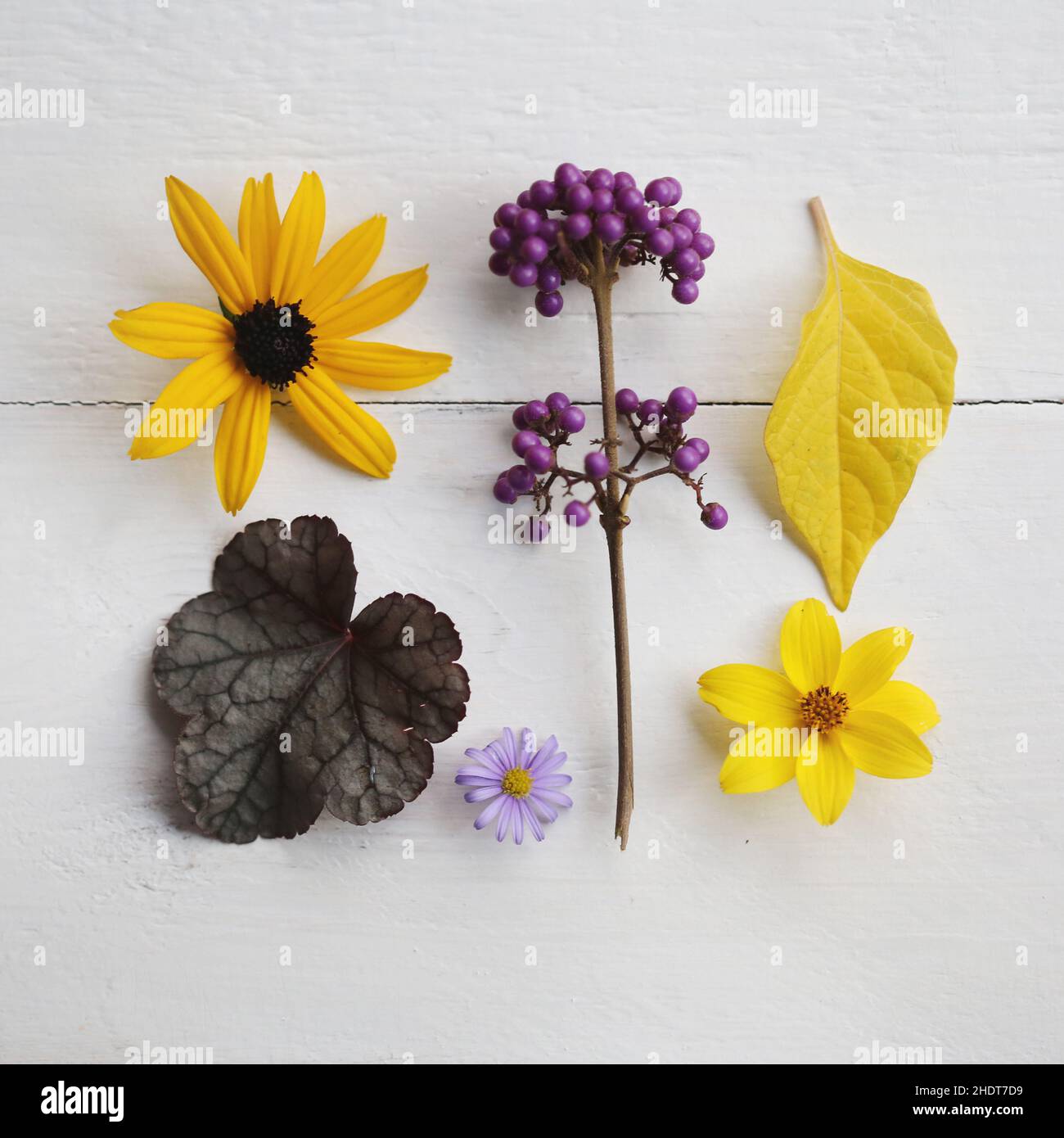 Flowers various shapes hi-res stock photography and images - Alamy