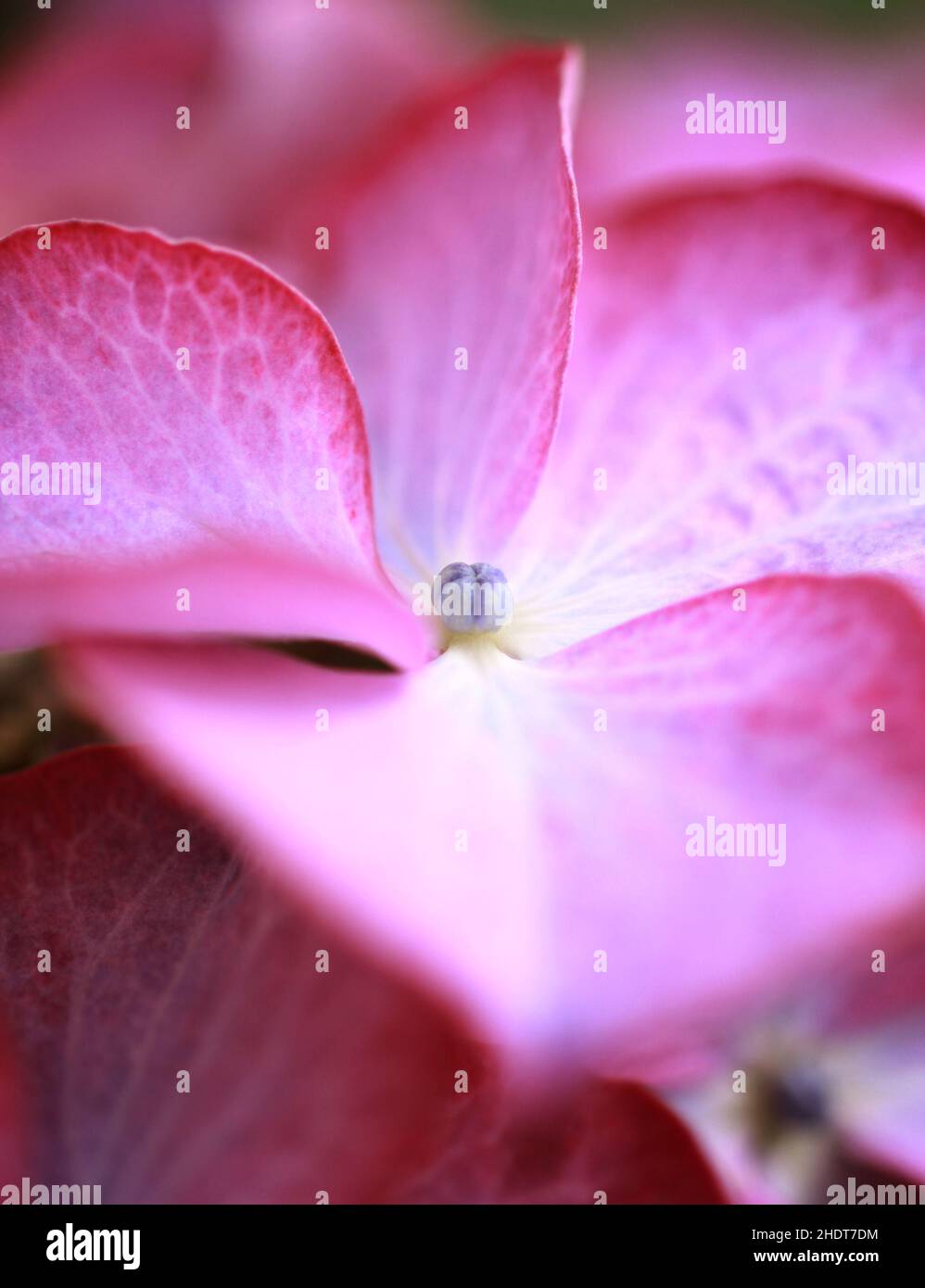 Hydrangea blossom hydrangea hi-res stock photography and images - Alamy