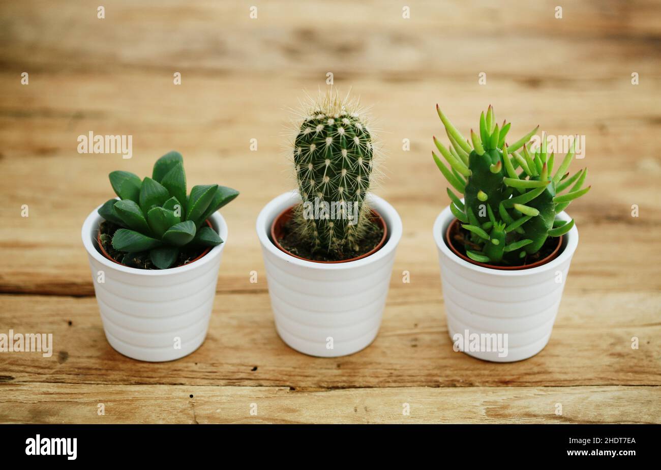 3 cactus hi-res stock photography and images - Alamy