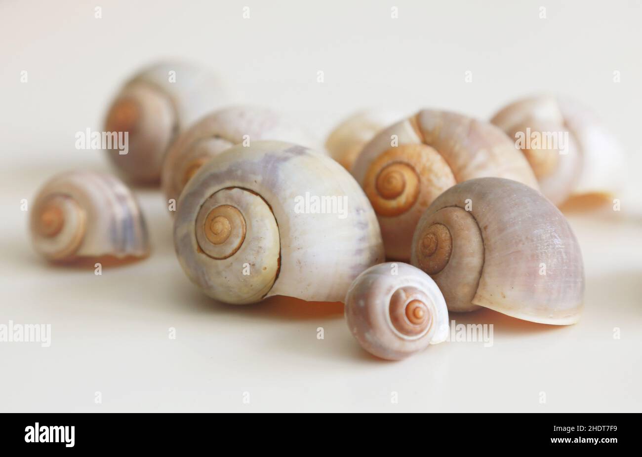 Shell decoration hi-res stock photography and images - Alamy