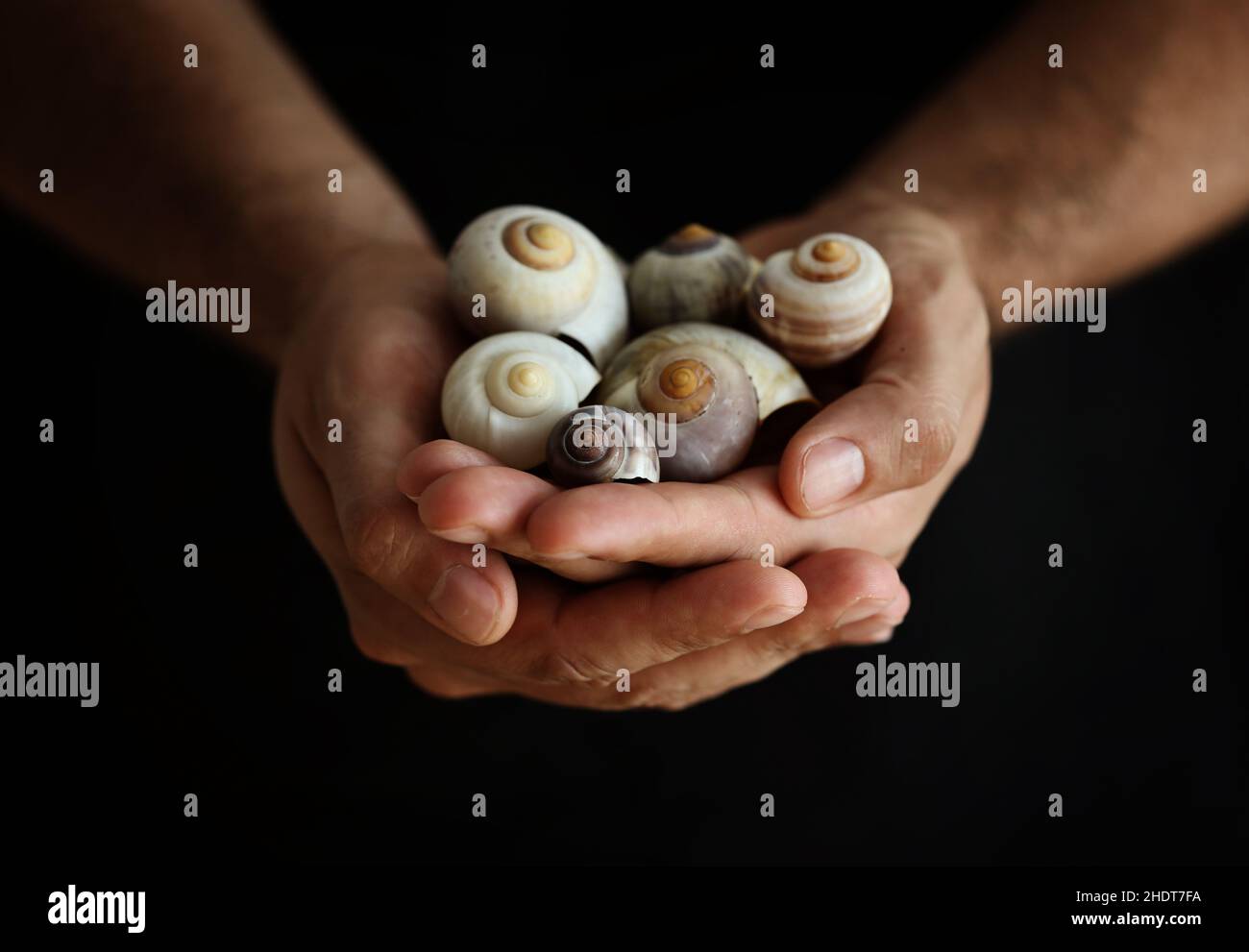 snail-shell, collection, snail-shells, collections Stock Photo - Alamy