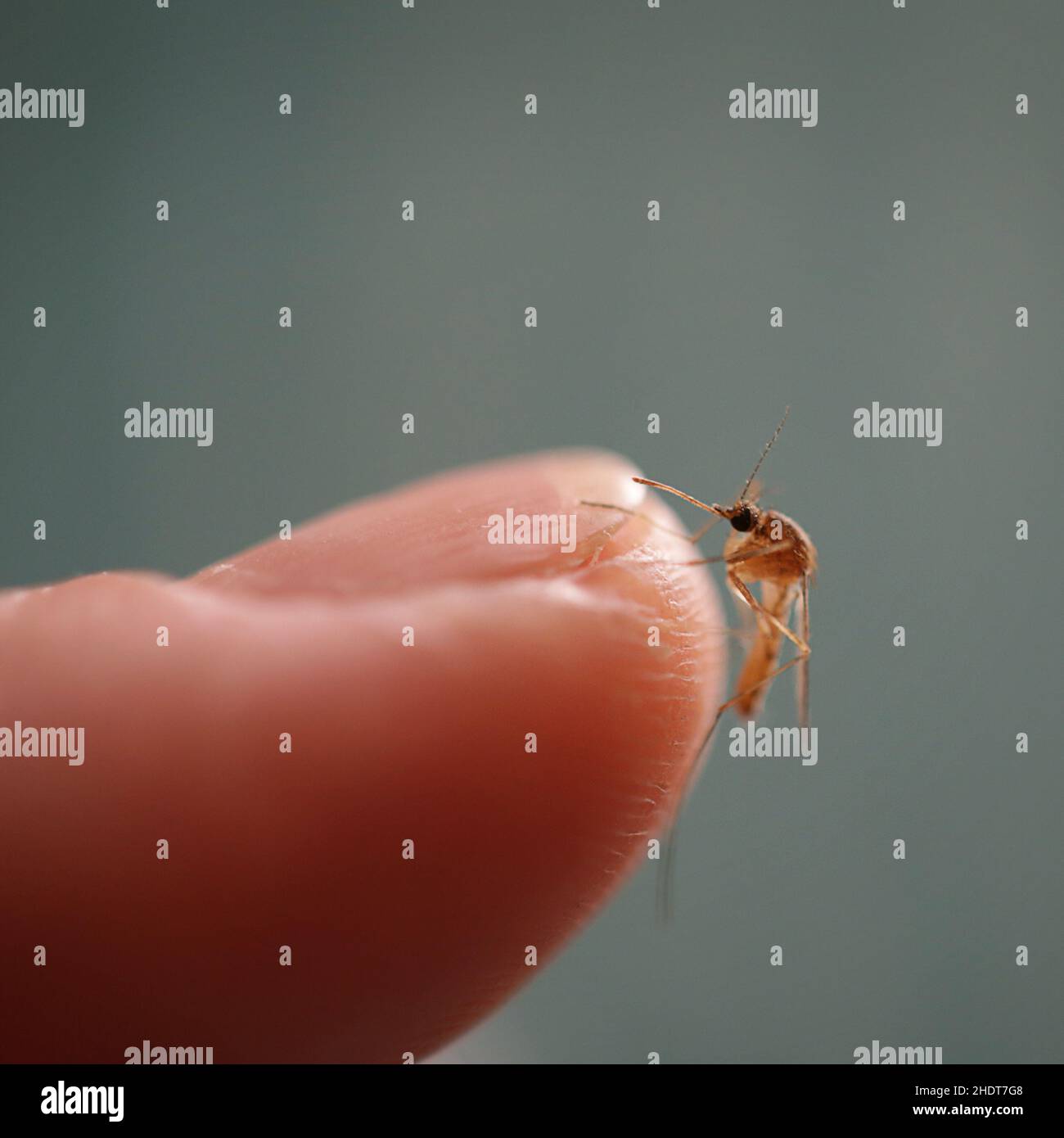 mosquito, mosquitos, gnat, midge Stock Photo - Alamy