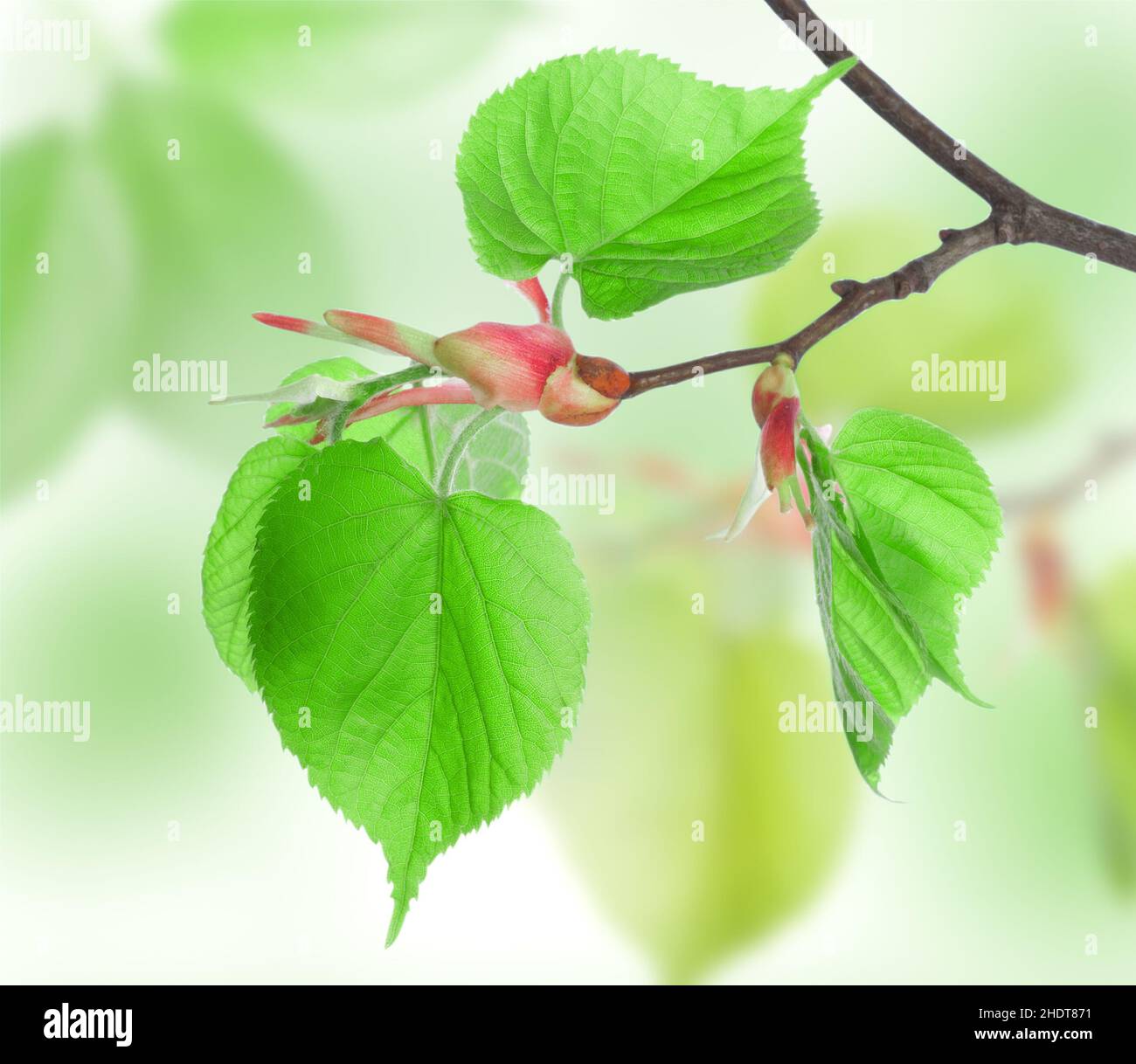 Lime leaf tilia hi-res stock photography and images - Alamy