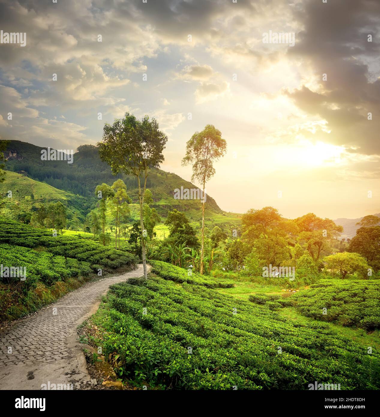 tea plantation, sri lanka, nuwara eliya, tea crop, tea plantations, sri ...