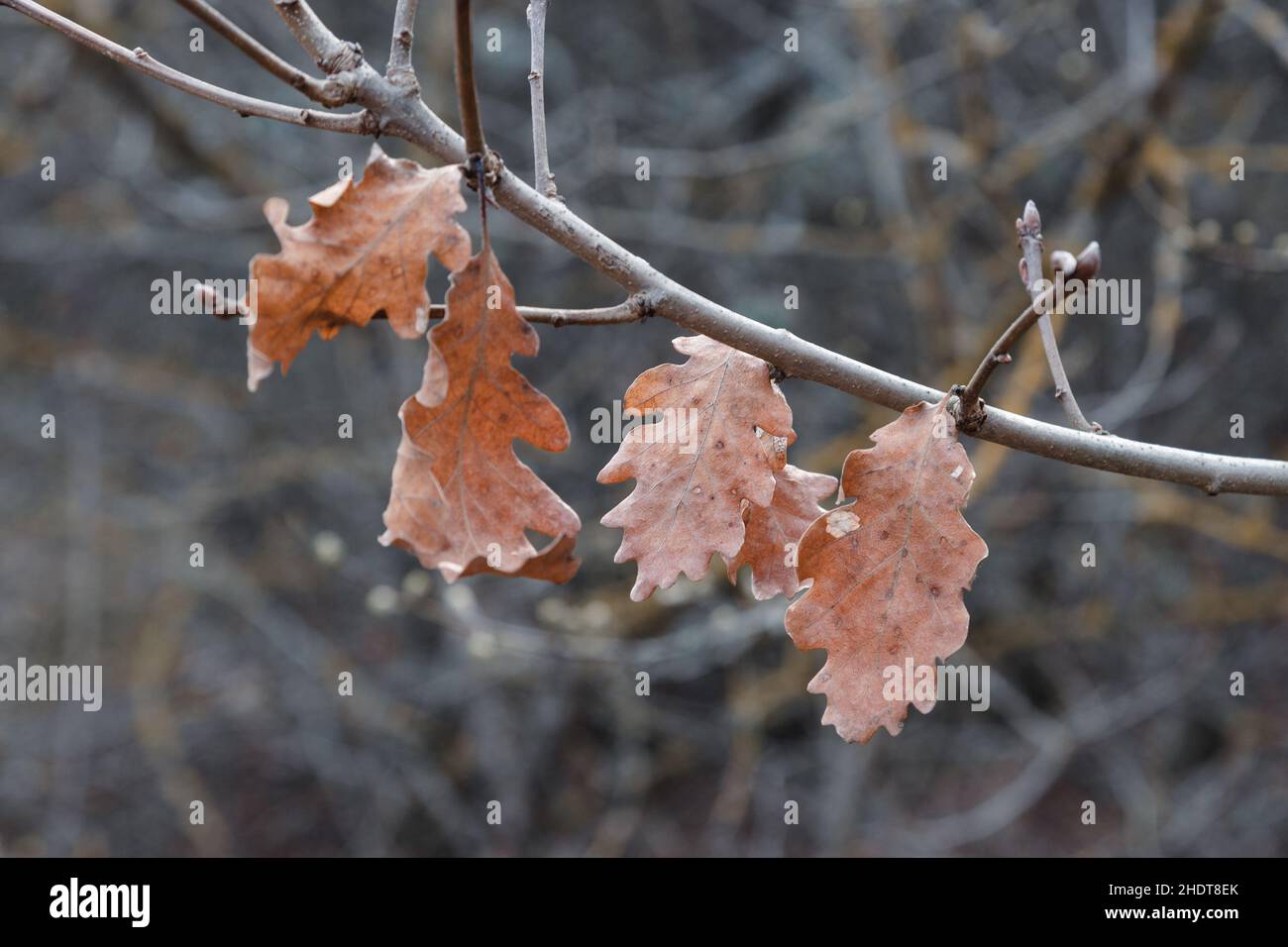 Dry oak leaves on branch Stock Photo - Alamy