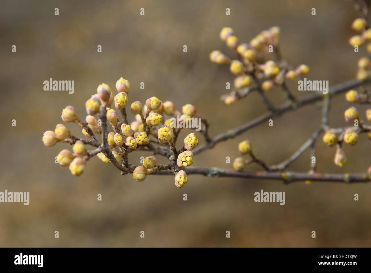Branches with flower buds of European cornel or Cornus mas in spring ...