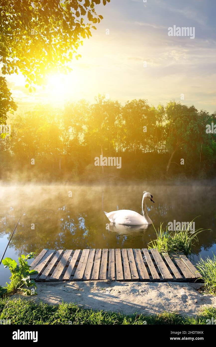 backlighting, sunlight, swan, back lit, sun ray, sun rays, sunbeam ...