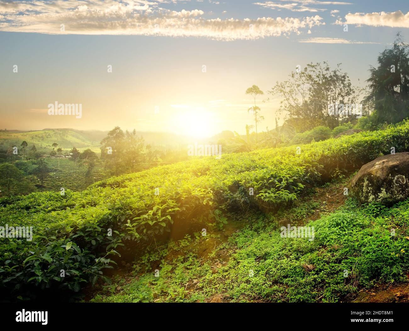 Ceylon landscapes hi-res stock photography and images - Alamy