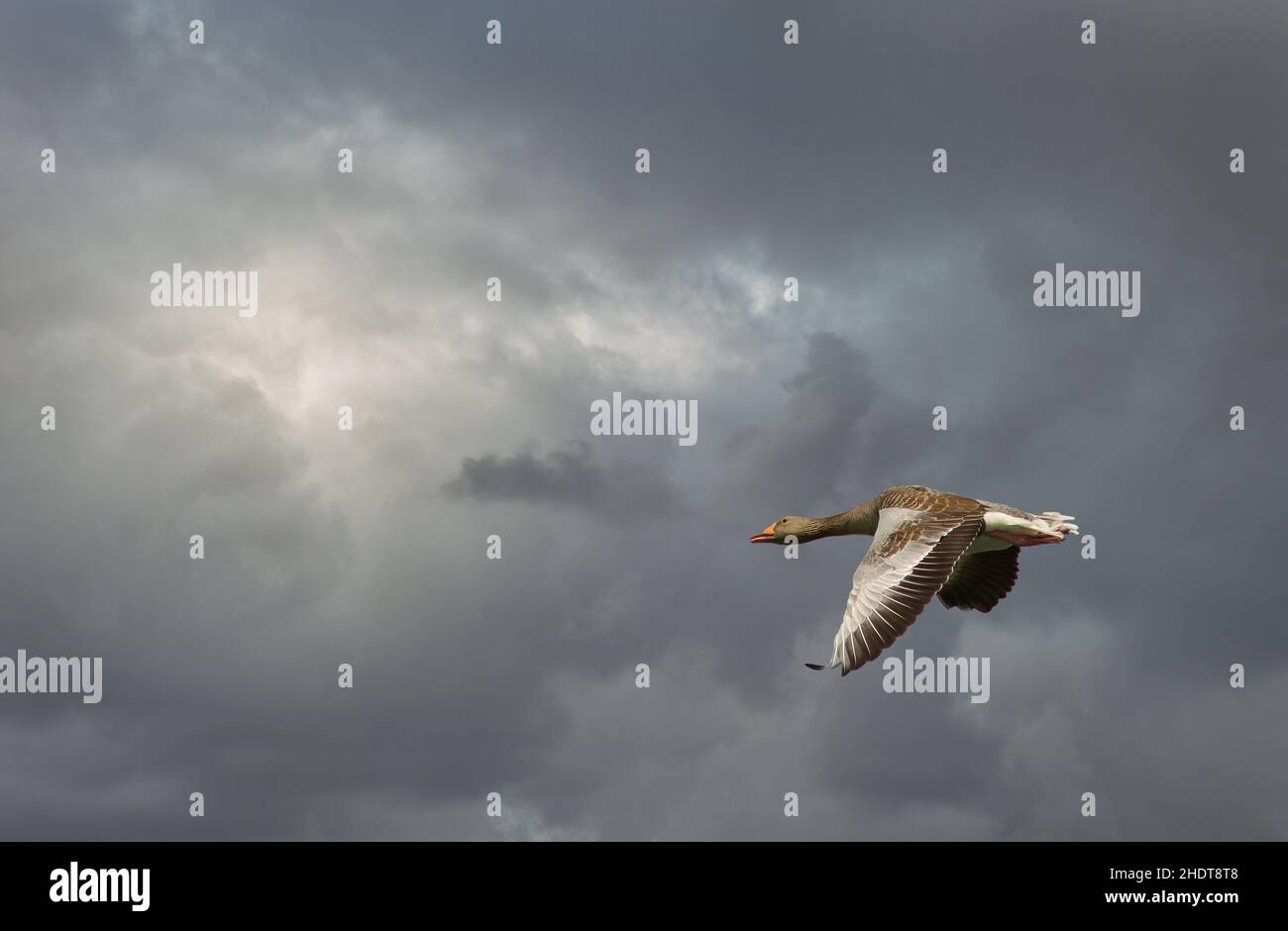 Greylag goose flies under dramatic clouds Stock Photo - Alamy