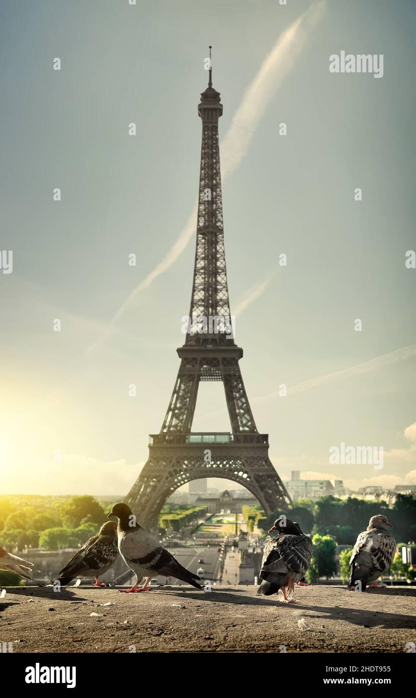 Pigeons paris hi-res stock photography and images - Alamy