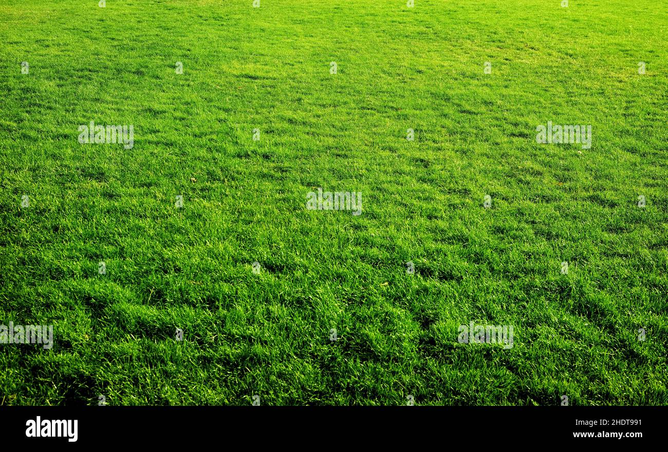 Meadow textures hi-res stock photography and images - Alamy