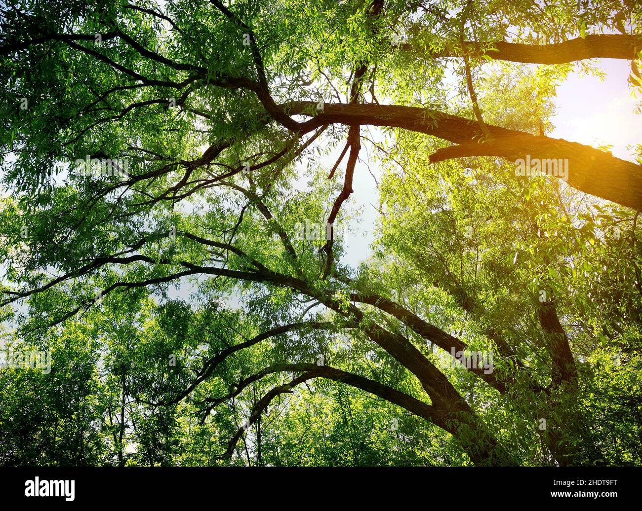 sunlight, tree canopy, sun ray, sun rays, sunbeam, sunbeams, sunlights ...