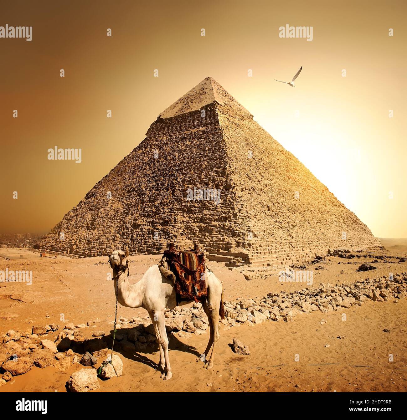 egypt, pyramid shape, camel, egyptian, egypts, pyramid shapes, camels ...