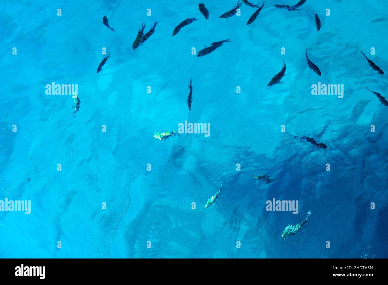 sea, blue, fish, seas, blues, fishes Stock Photo - Alamy
