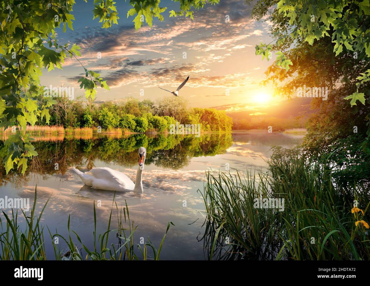 lake, idyllic scene, pond, swan, lakes, idyllics, ponds, swans Stock ...