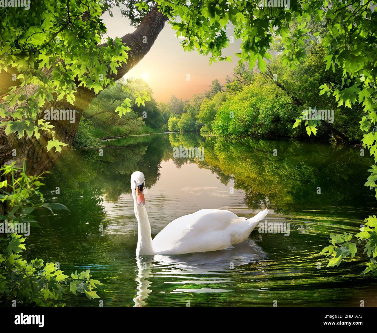 lake, idyllic scene, pond, swan, lakes, idyllics, ponds, swans Stock ...