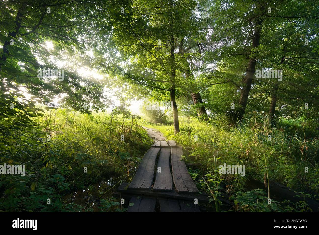 forest, bridge, forests, wood, woodland, woods, bridges Stock Photo - Alamy