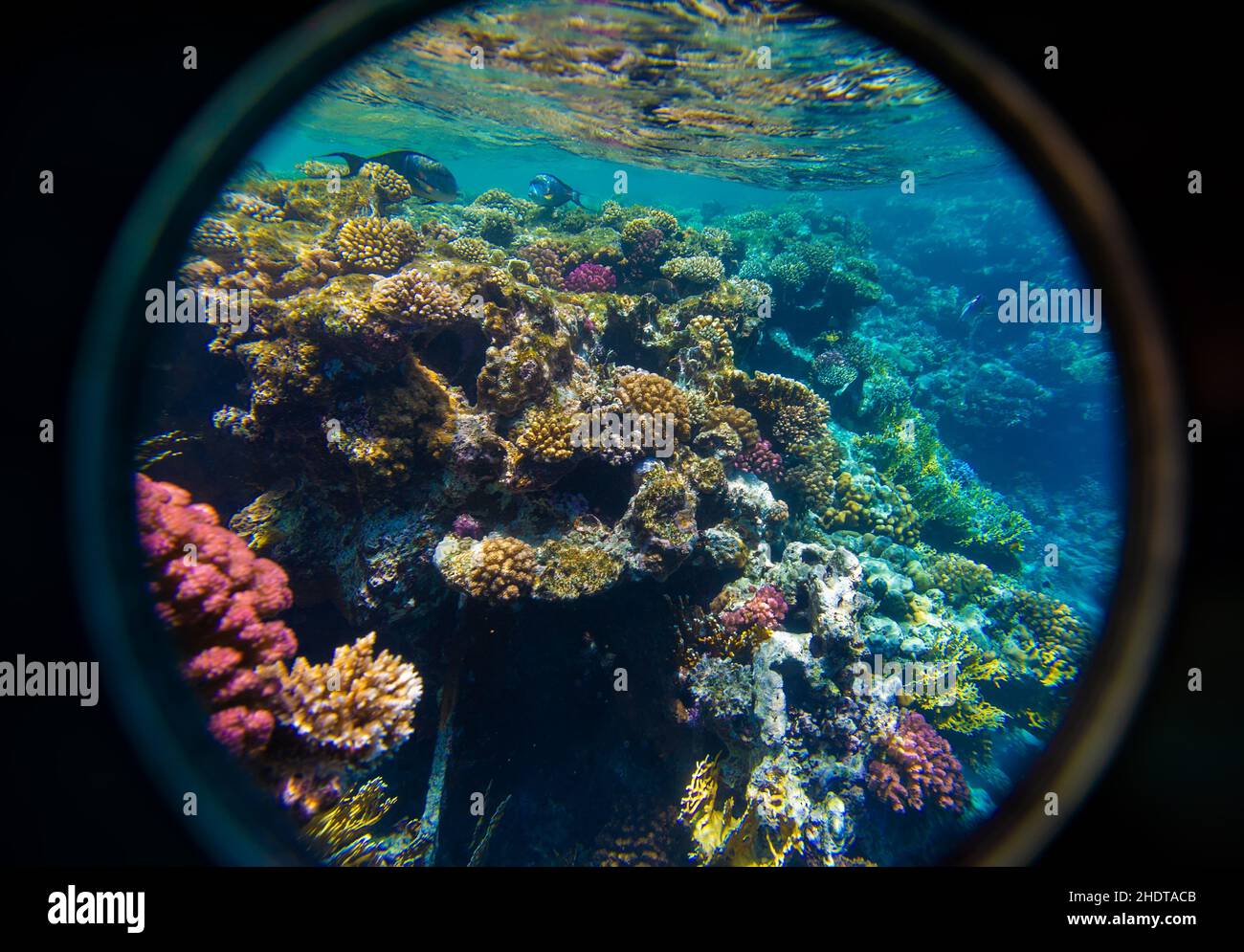 coral, red sea, corals, red seas Stock Photo - Alamy