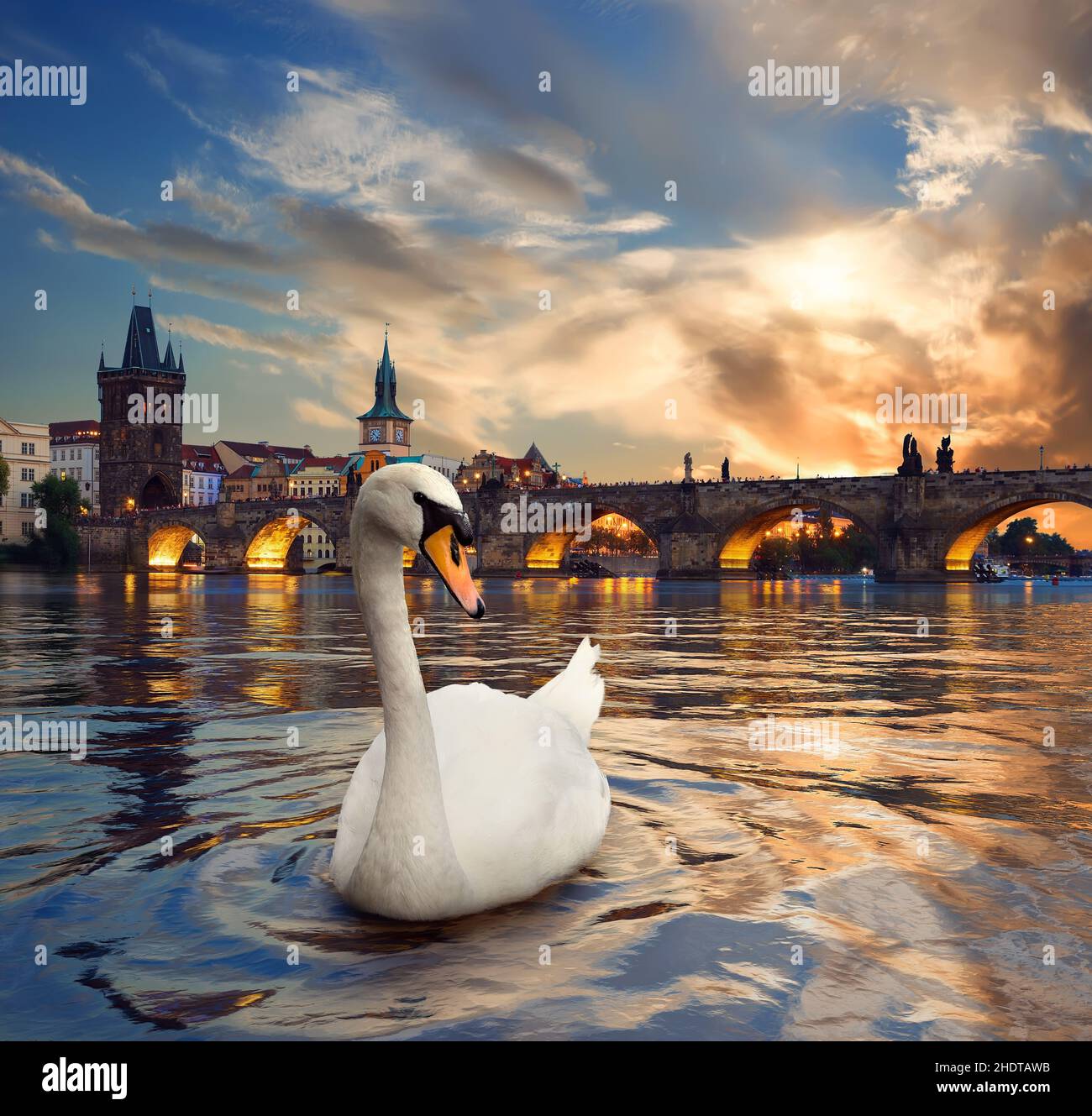 swan, prague, vltava river, swans, pragues, vltava rivers Stock Photo ...