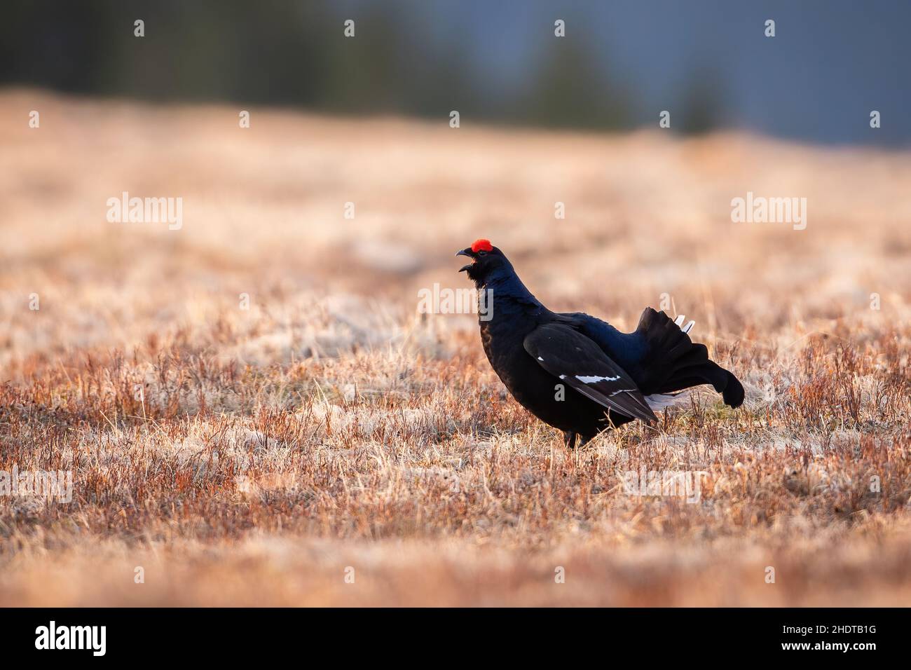 Male black grouse meadow hi-res stock photography and images - Alamy