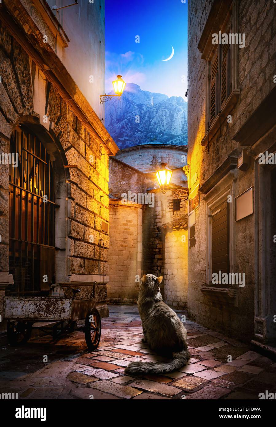 cat, old town, kotor, cats, old towns, kotors Stock Photo - Alamy