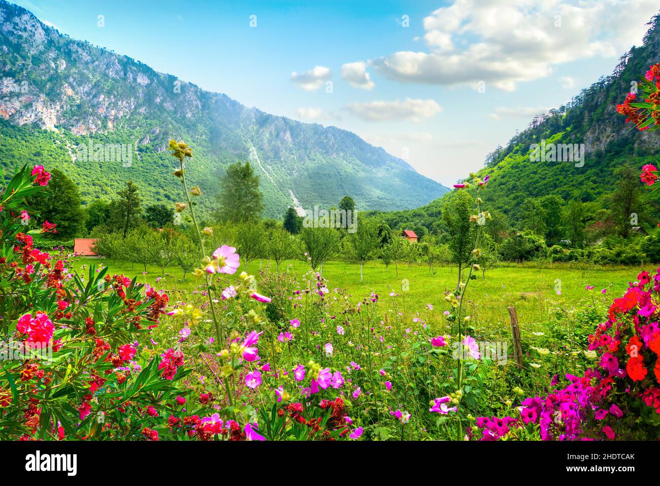 flower meadow, montenegro, flower meadows, montenegros Stock Photo - Alamy