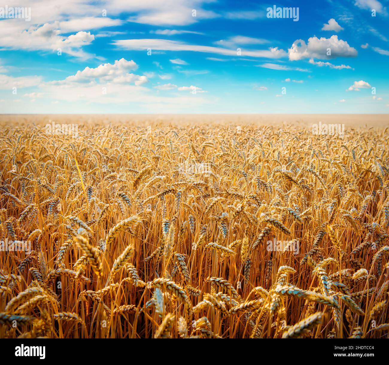 agriculture, grain, crop, agricultures, grains, crops, plant Stock ...